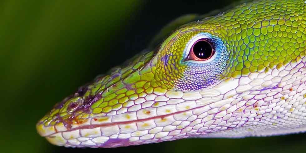 Creek Lessons - Shoal Creek Conservancy