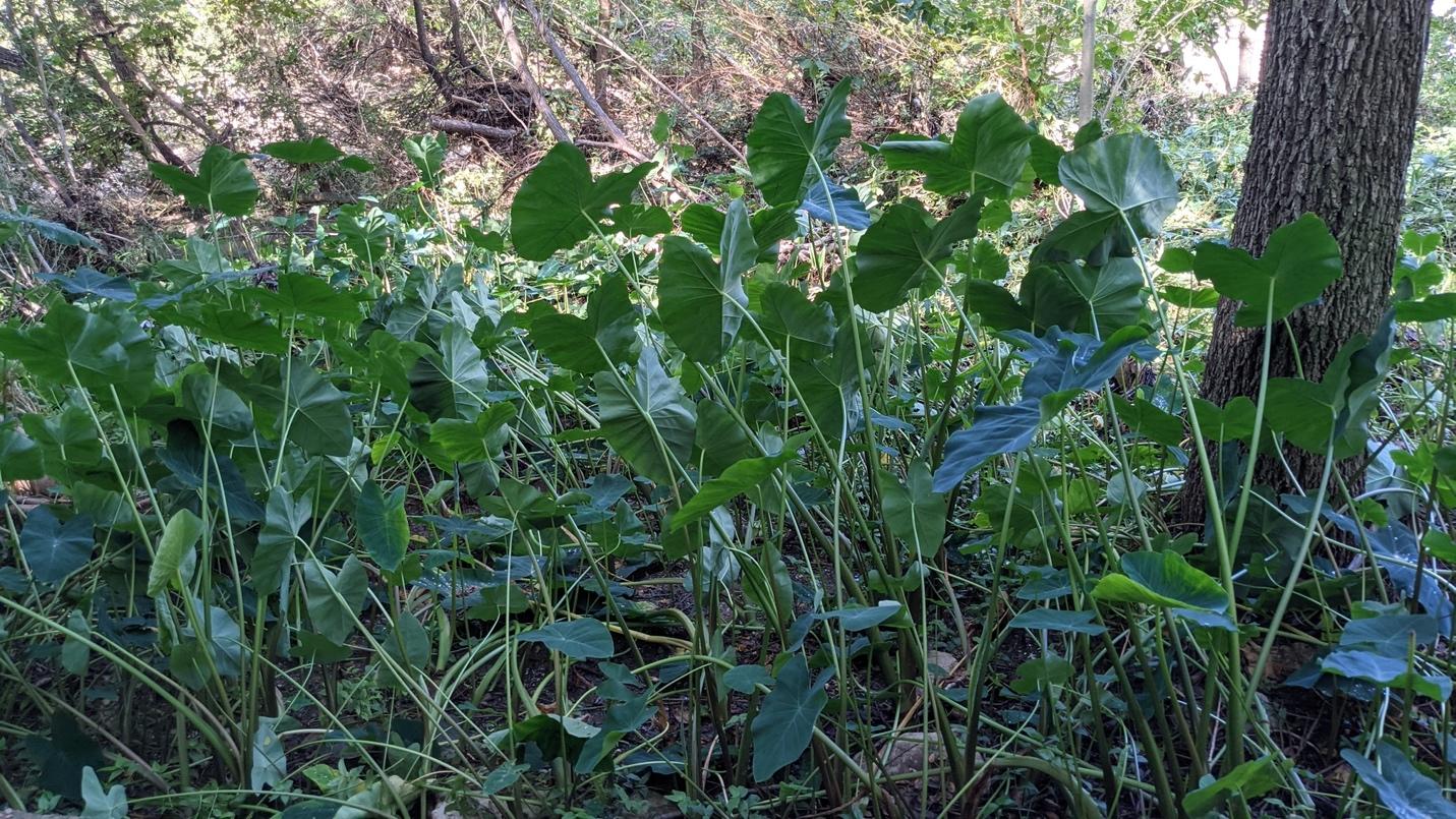 Ecological Restoration at Seiders Springs - Shoal Creek Conservancy