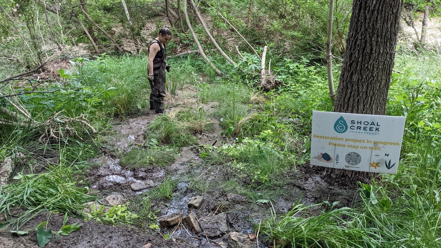 Ecological Restoration at Seiders Springs - Shoal Creek Conservancy