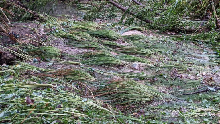 Creating A Resilient Shoal Creek - Shoal Creek Conservancy