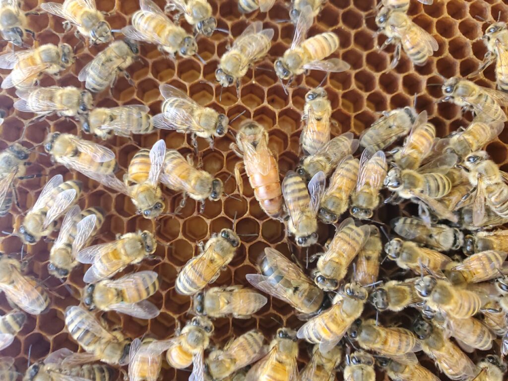 Pollinator Tour along Shoal Creek w/ a local beekeeper - Shoal Creek ...